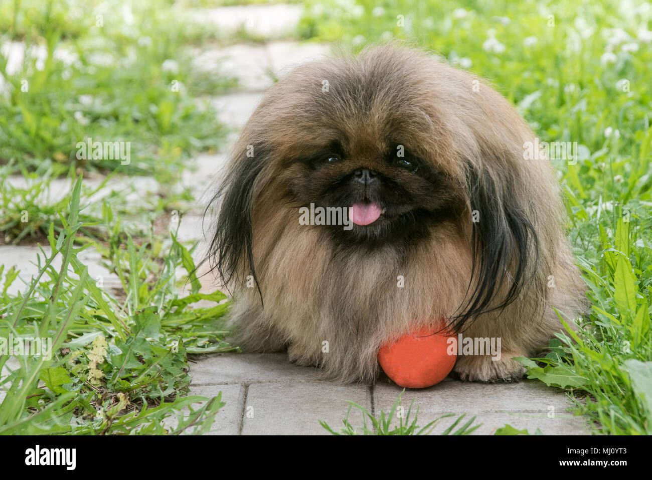 Adult pekingese hi-res stock photography and images - Alamy
