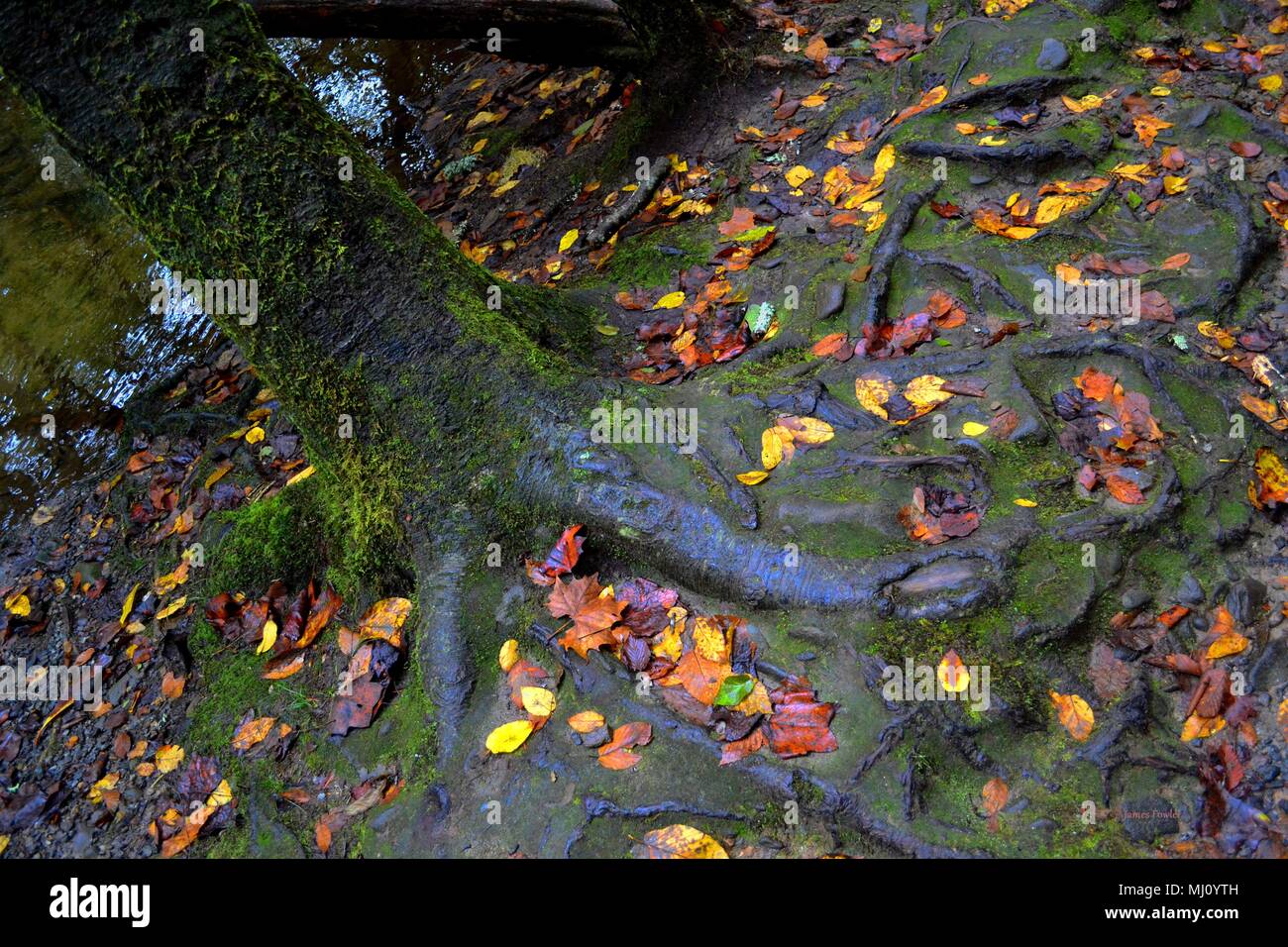 Roots go deep--Nature Stock Photo - Alamy
