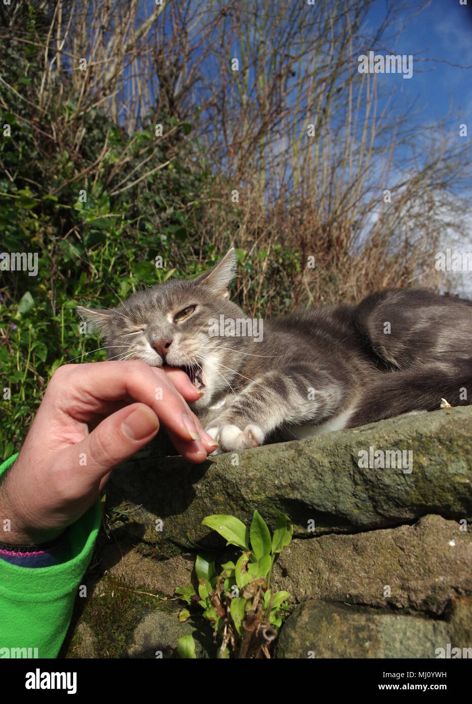 Tabby cat biting owner's hand Stock Photo - Alamy
