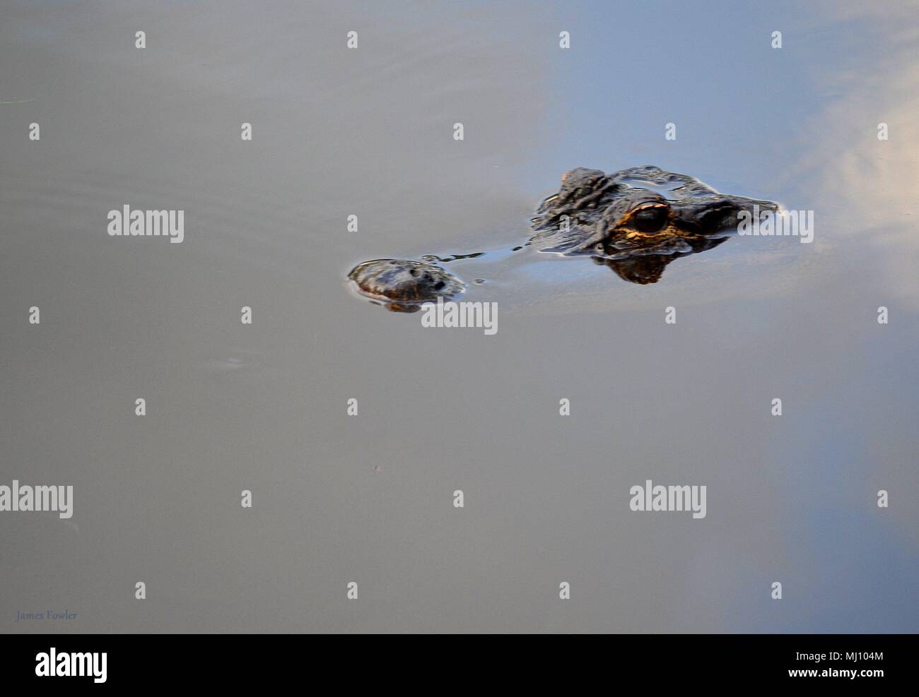 American Alligator looking at me Stock Photo - Alamy