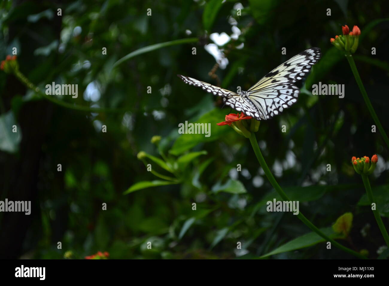 Monarchl hi-res stock photography and images - Alamy