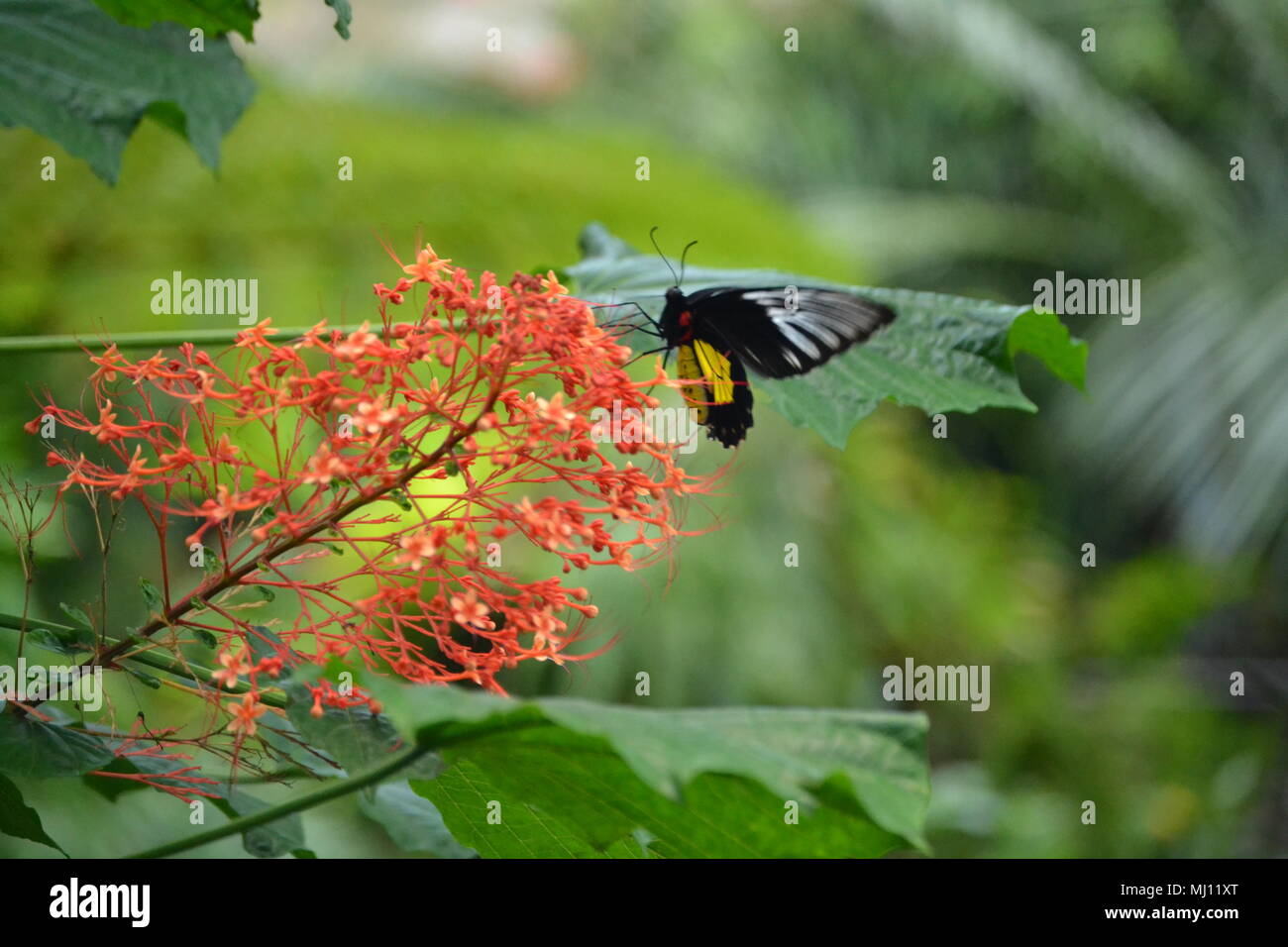 Pollinate butterfly hi-res stock photography and images - Alamy
