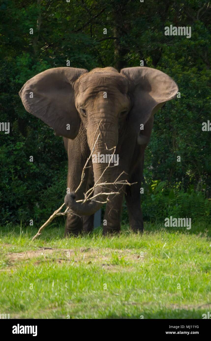 African Elephant walking toward you with stick in trunk Stock Photo - Alamy