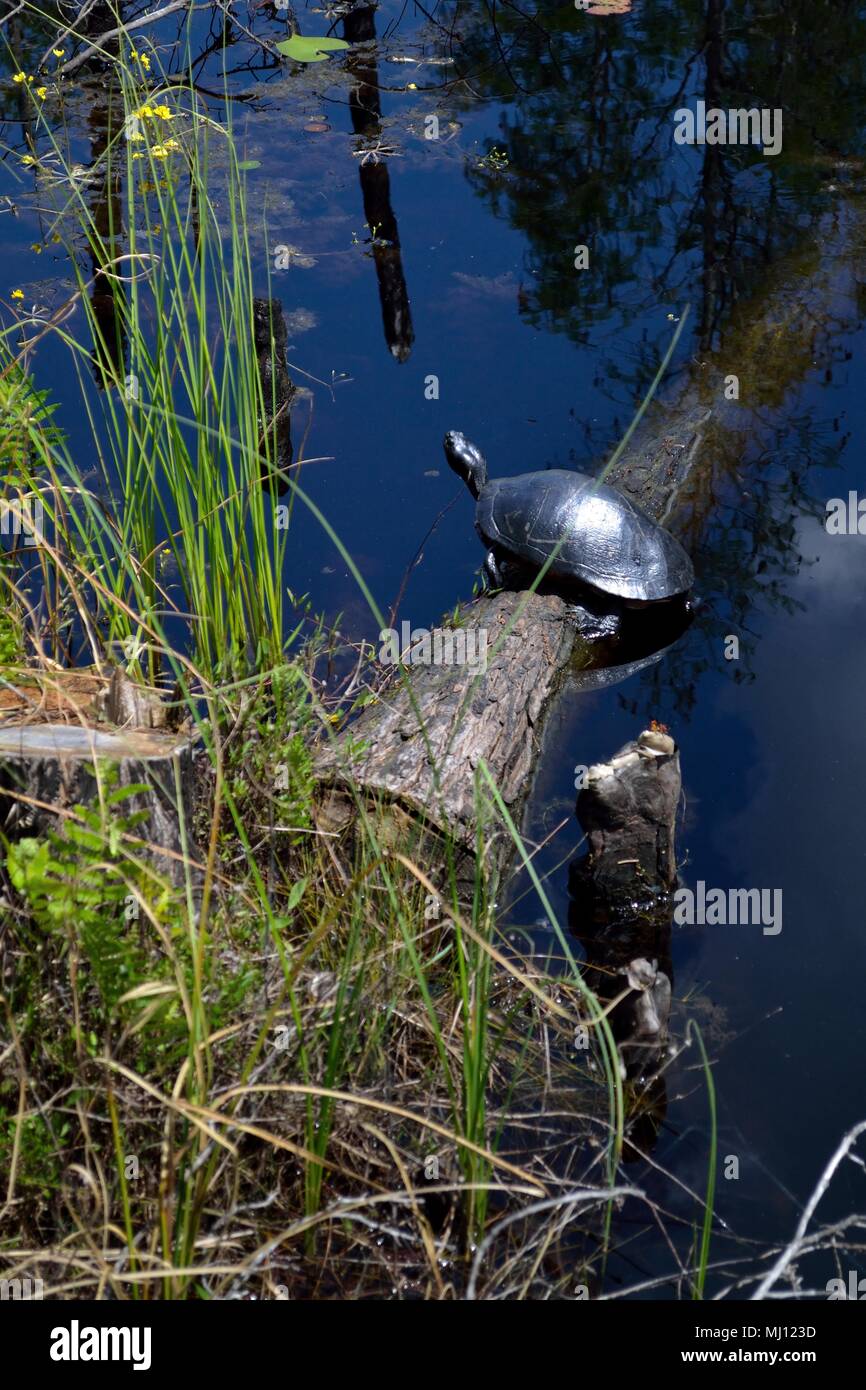A black turtle in the swamp Stock Photo - Alamy