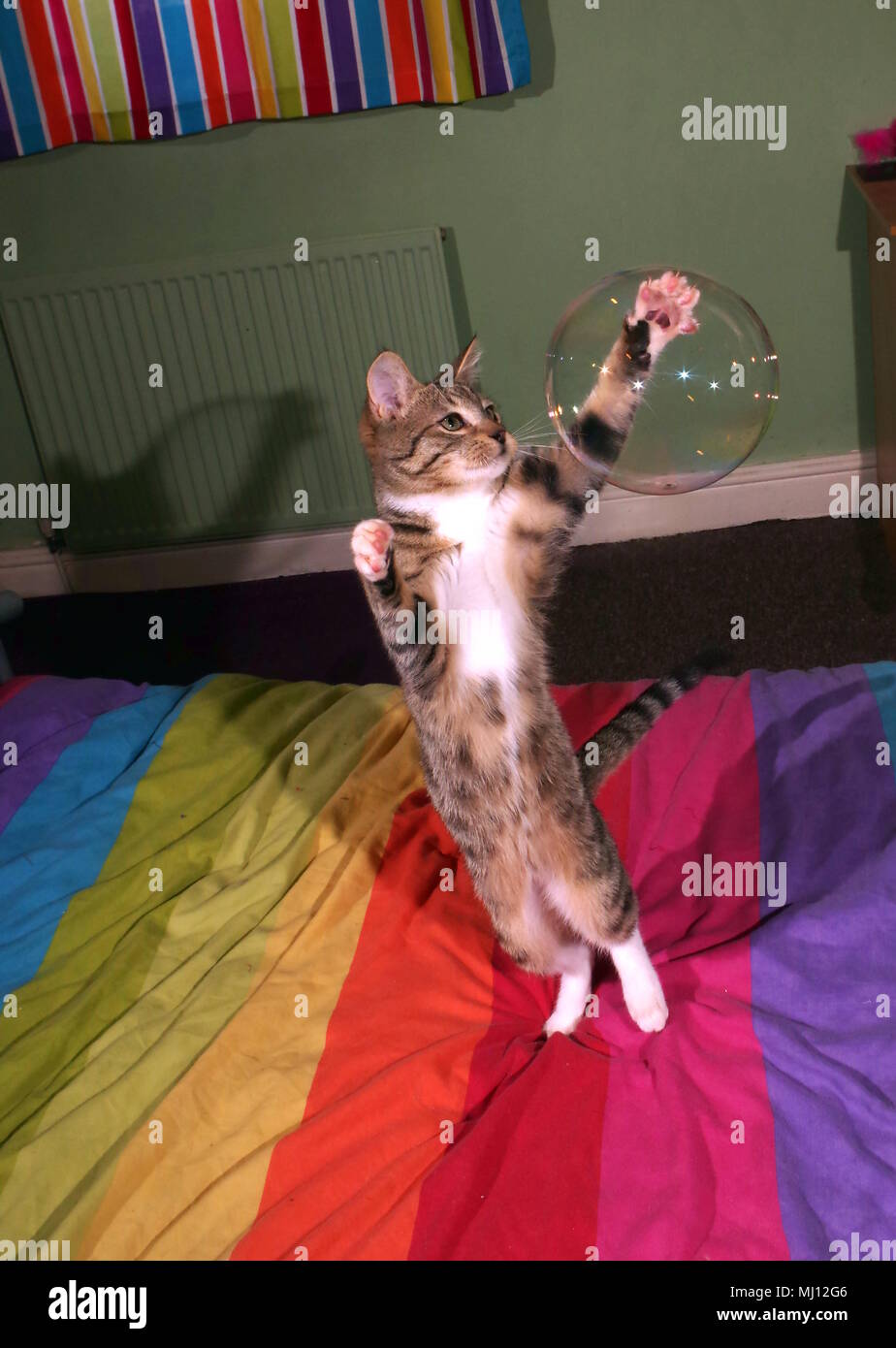 Kitten roar hi-res stock photography and images - Alamy