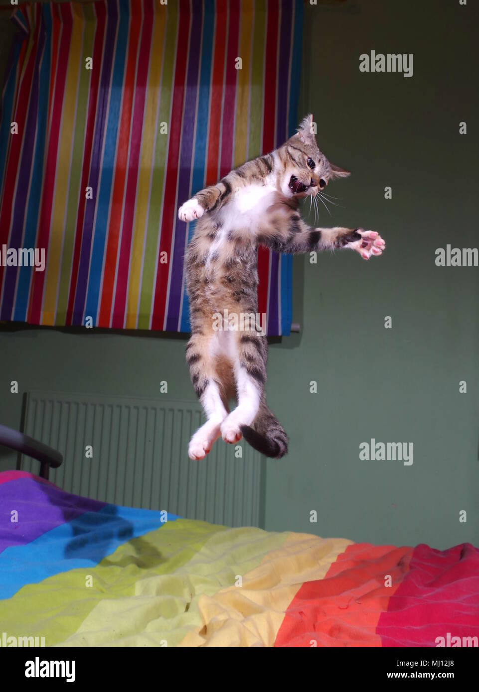Tabby kitten jumping on bed Stock Photo - Alamy