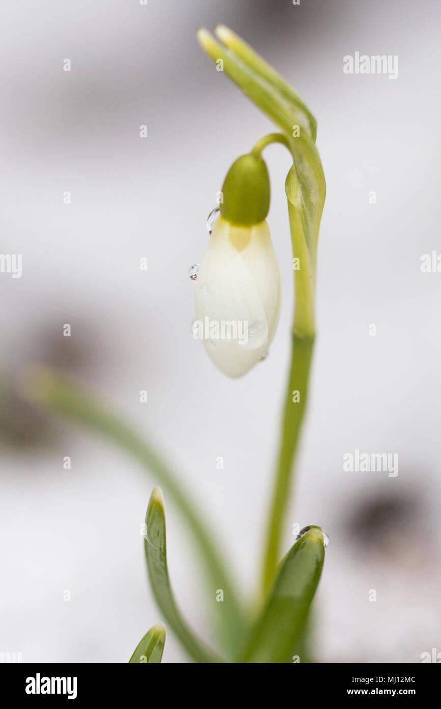 snow drops detail Stock Photo - Alamy