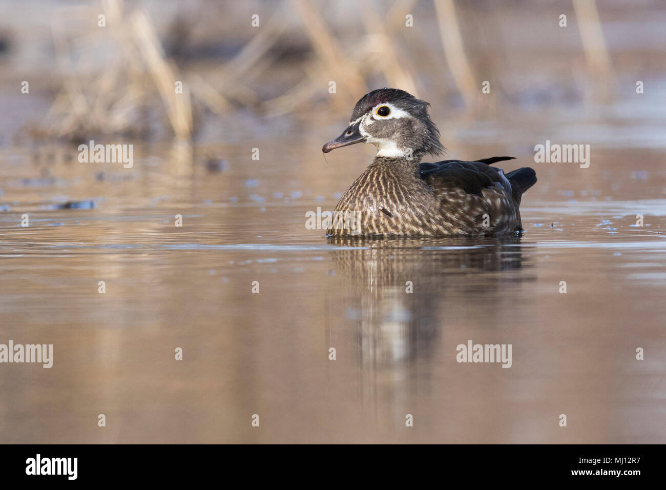 wood duck hen in spring Stock Photo - Alamy