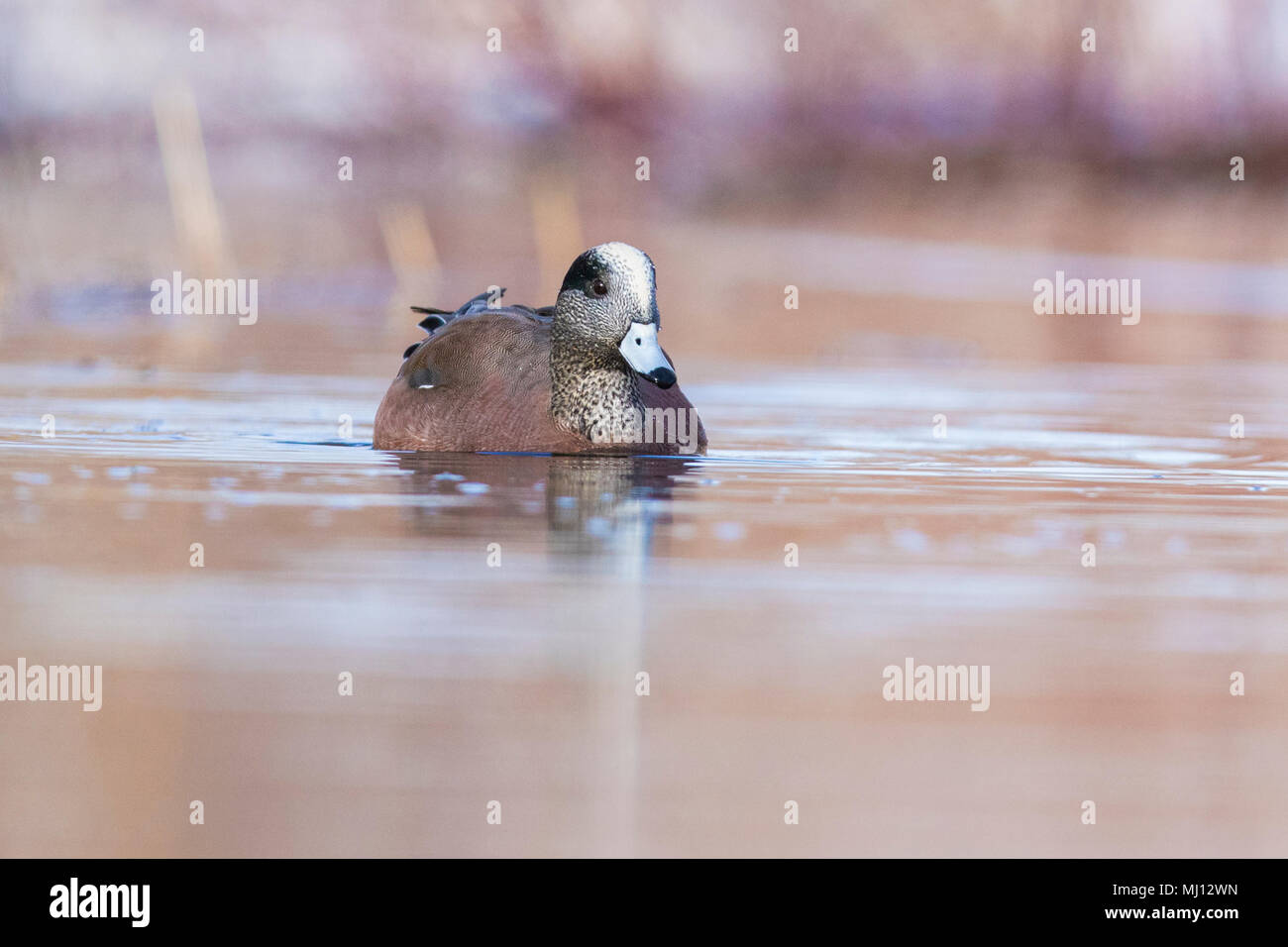 male american wigeon in spring Stock Photo - Alamy