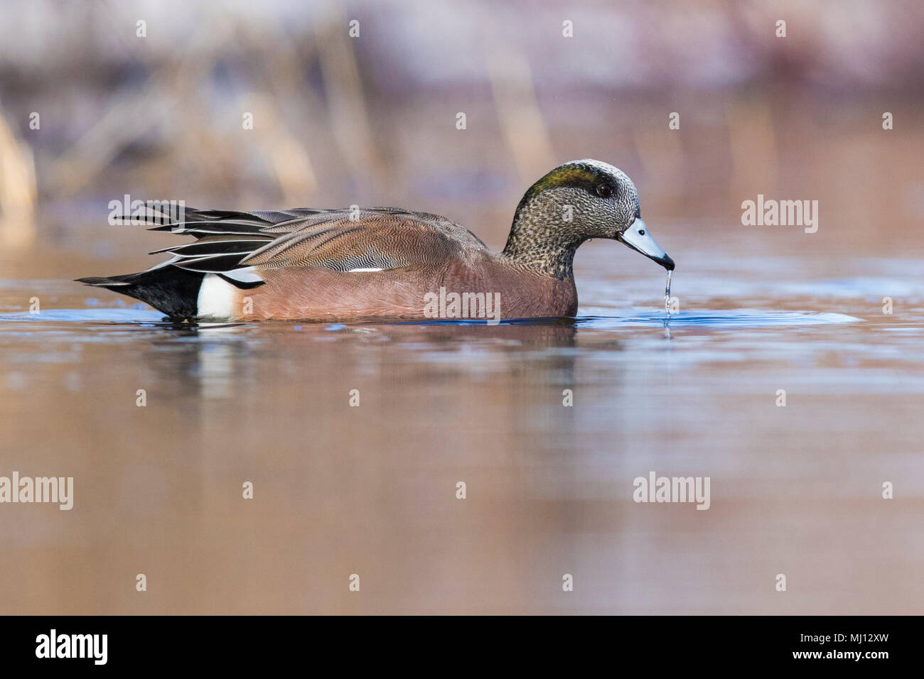 American wigeon migration hi-res stock photography and images - Alamy