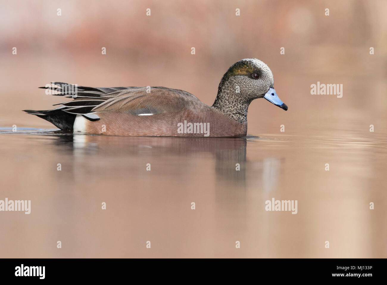 male american wigeon in spring Stock Photo - Alamy