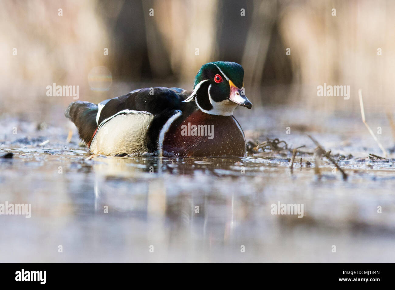 wood duck male in spring Stock Photo - Alamy