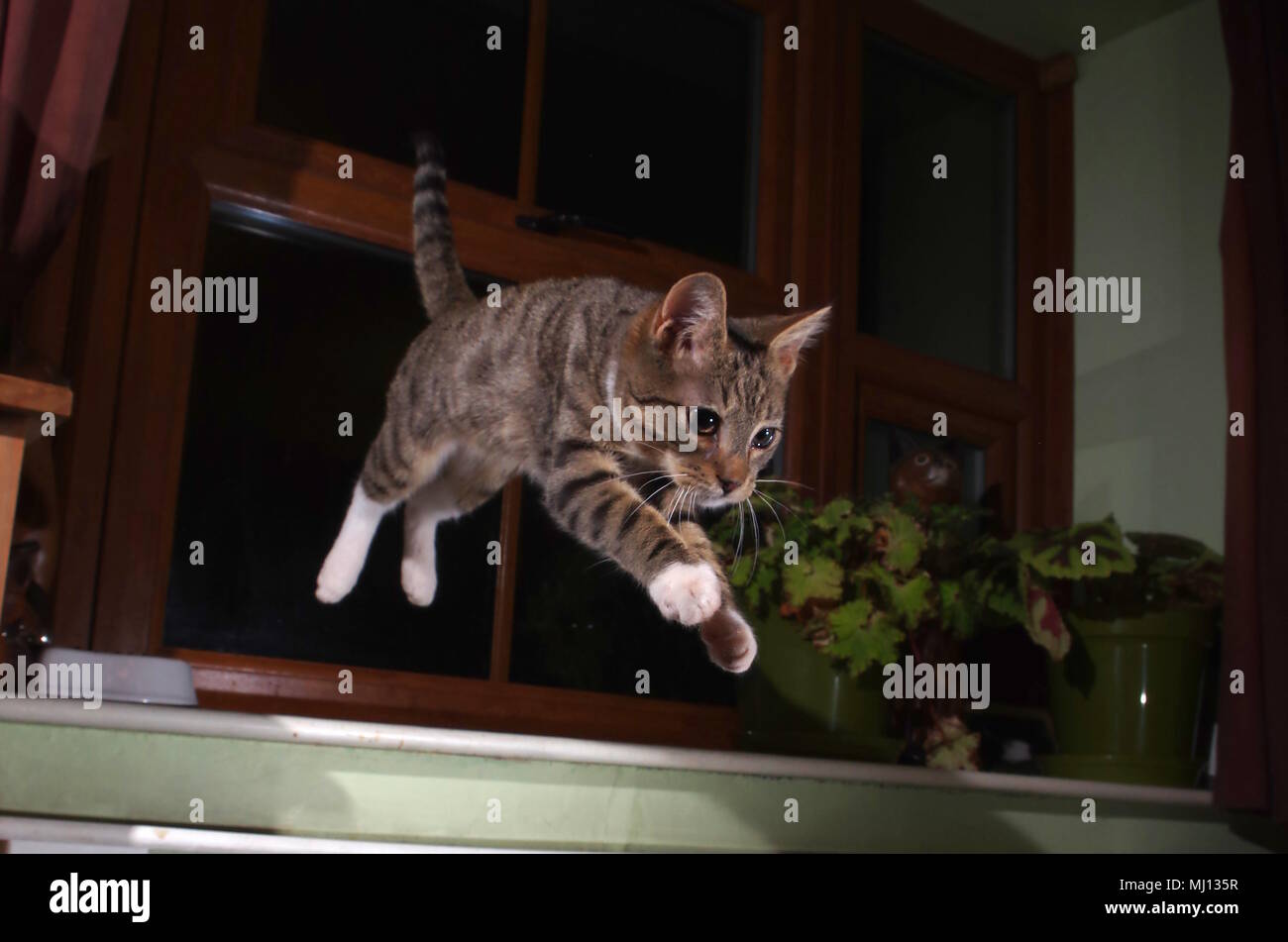 Leap from window hi-res stock photography and images - Alamy