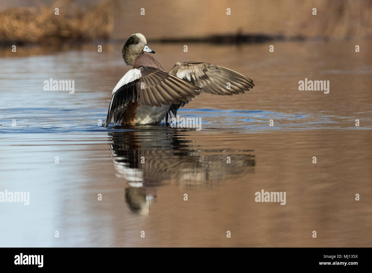 male american wigeon in spring Stock Photo - Alamy