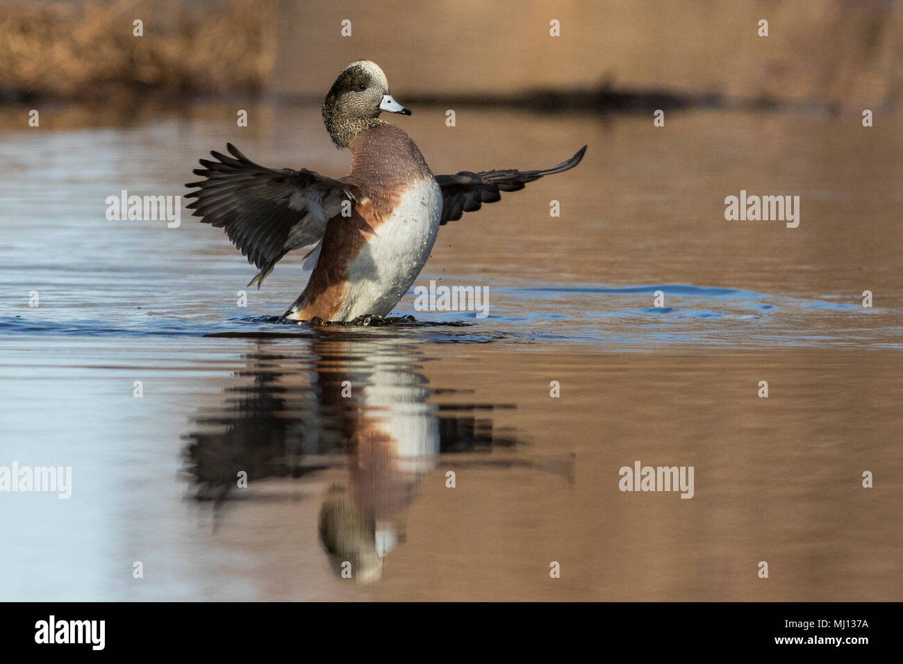 American widgeon in flight hi-res stock photography and images - Alamy