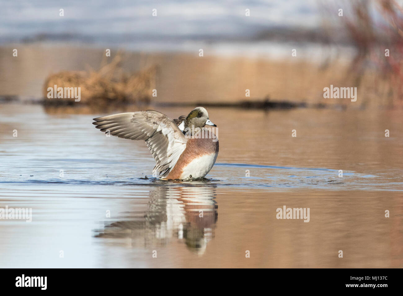 male american wigeon in spring Stock Photo - Alamy