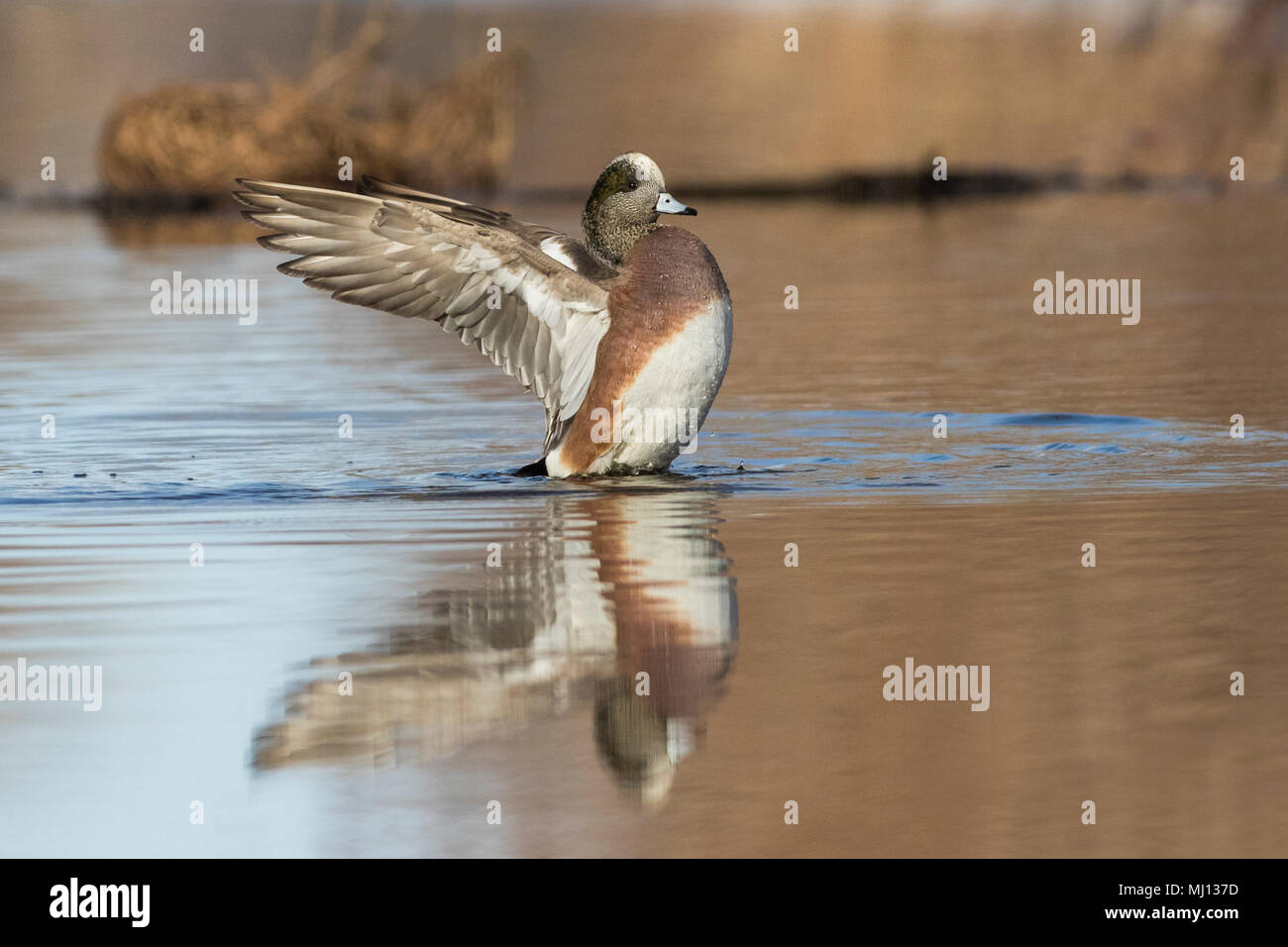 male american wigeon in spring Stock Photo - Alamy