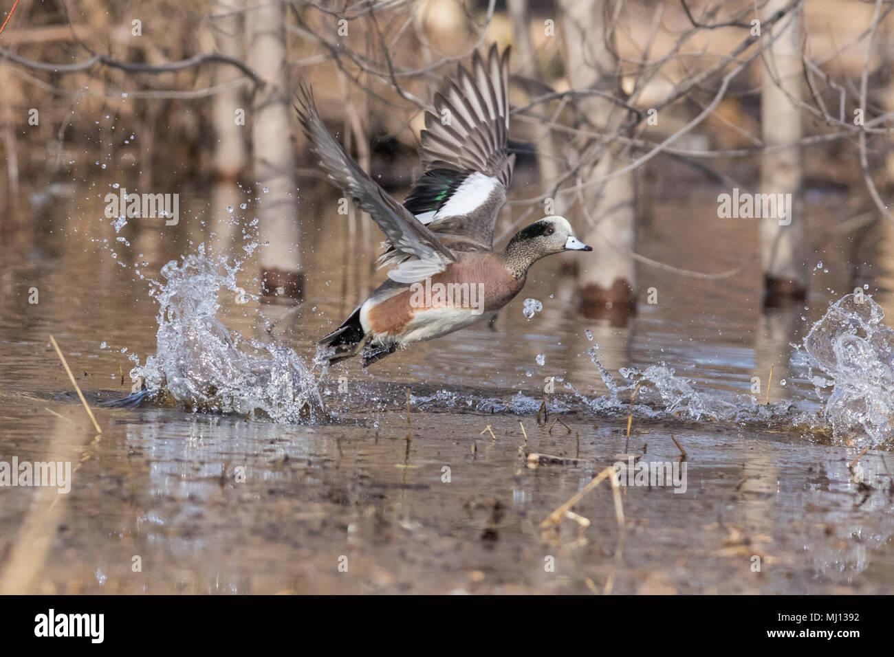 male american wigeon in spring Stock Photo - Alamy