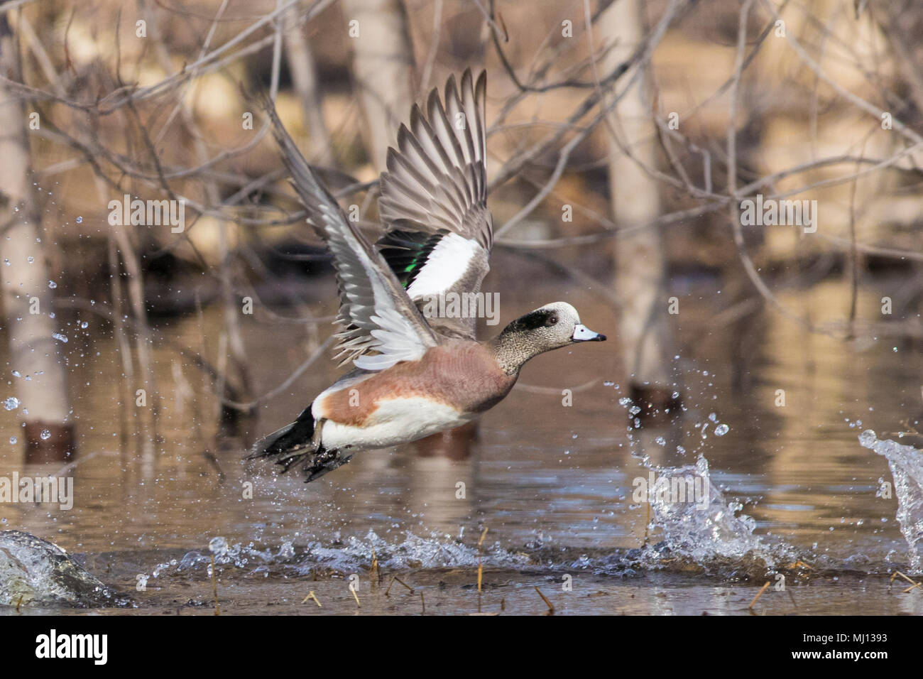 American widgeon in flight hi-res stock photography and images - Alamy