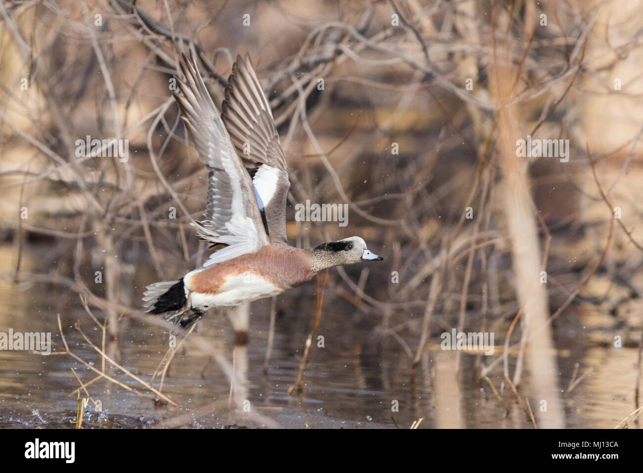 male american wigeon in spring Stock Photo - Alamy