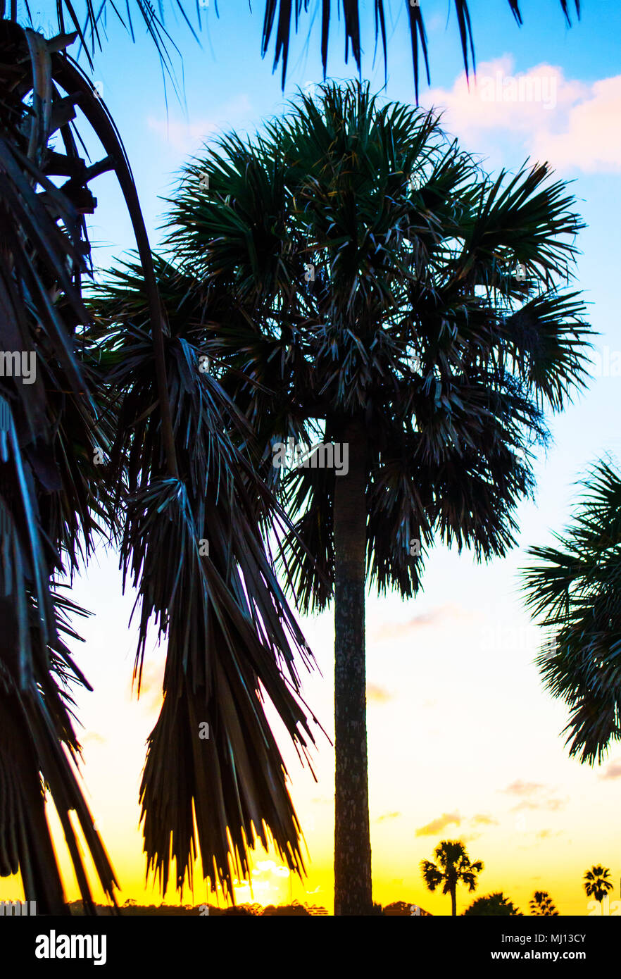 Native florida palm hi-res stock photography and images - Alamy