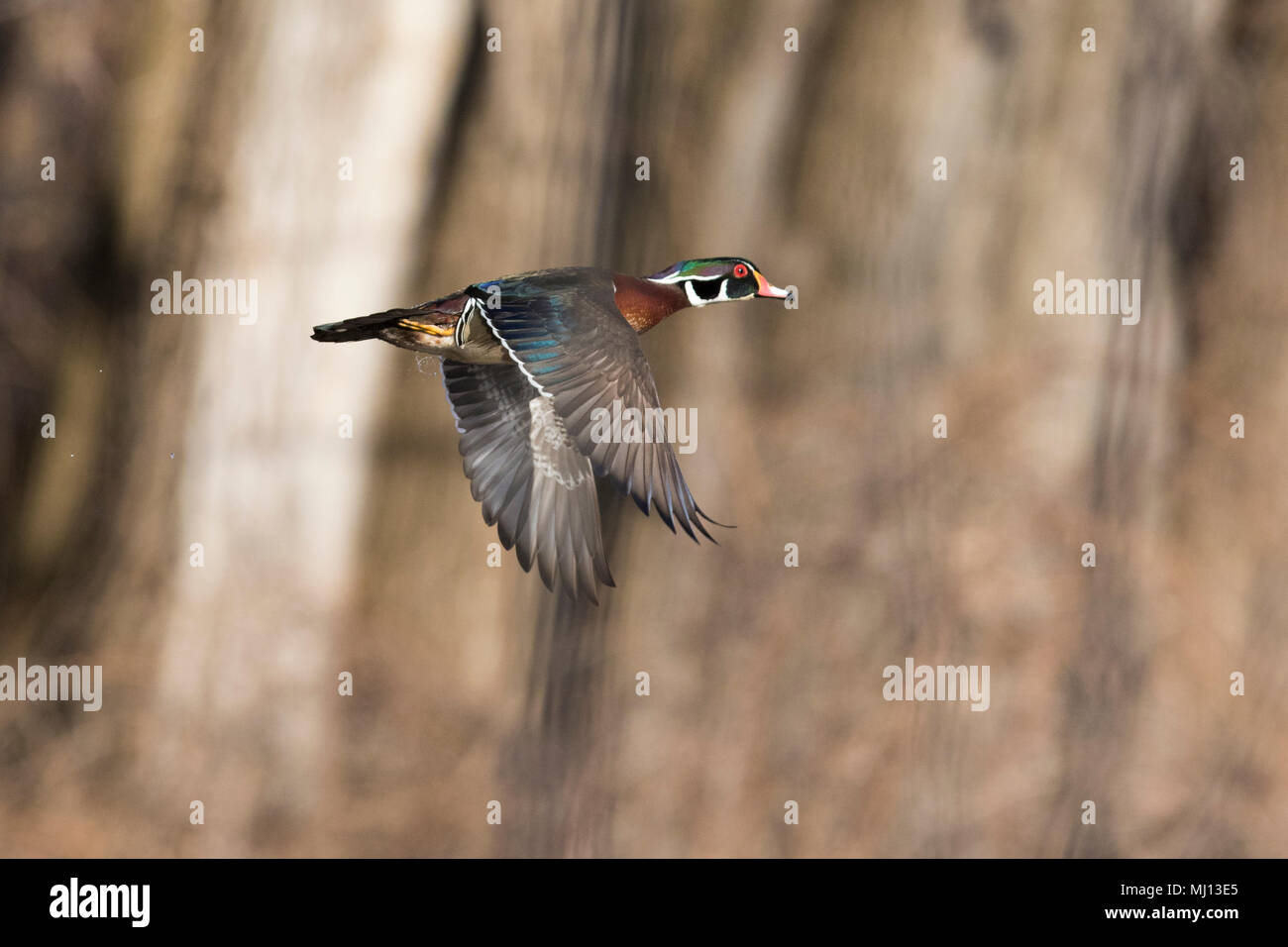 Flying wood duck hi-res stock photography and images - Alamy