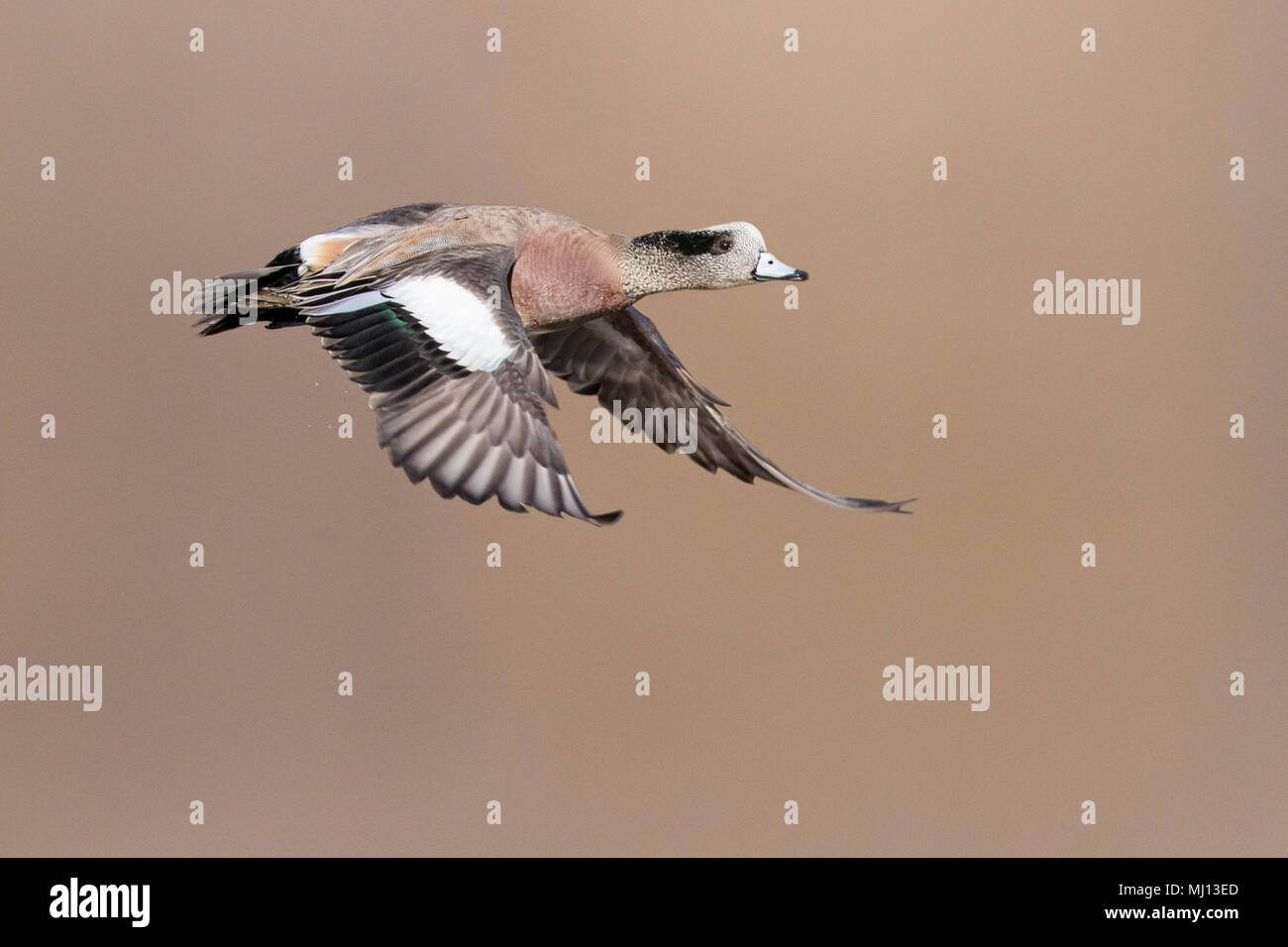 male american wigeon in spring Stock Photo - Alamy