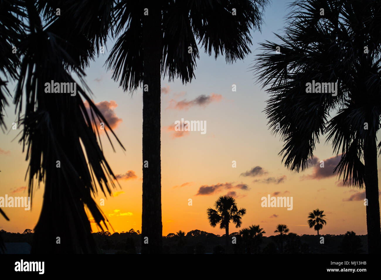 Native florida palm hi-res stock photography and images - Alamy