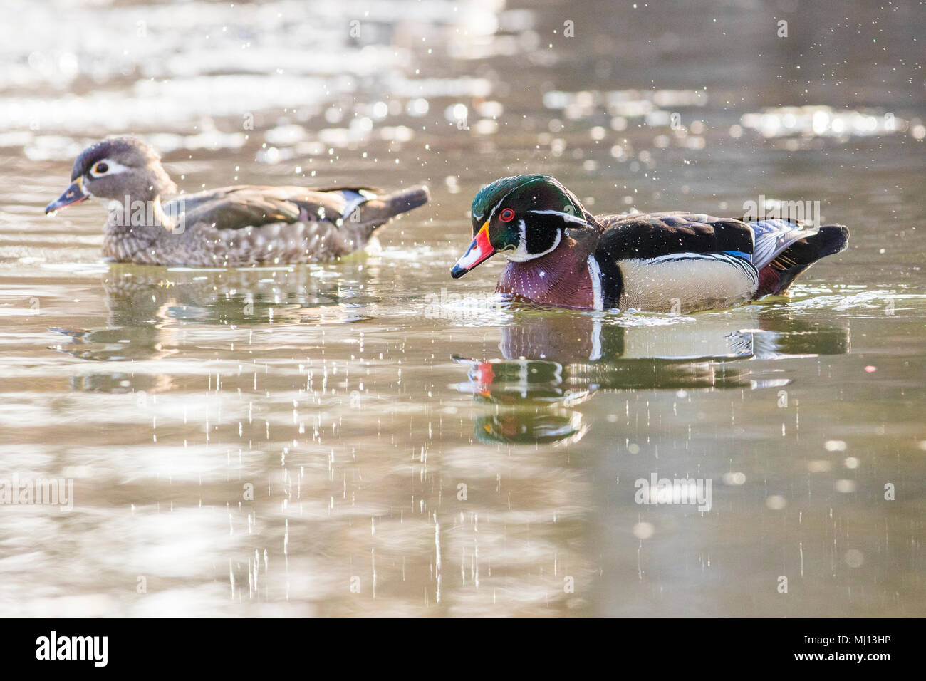 American wood duck pair hi-res stock photography and images - Alamy