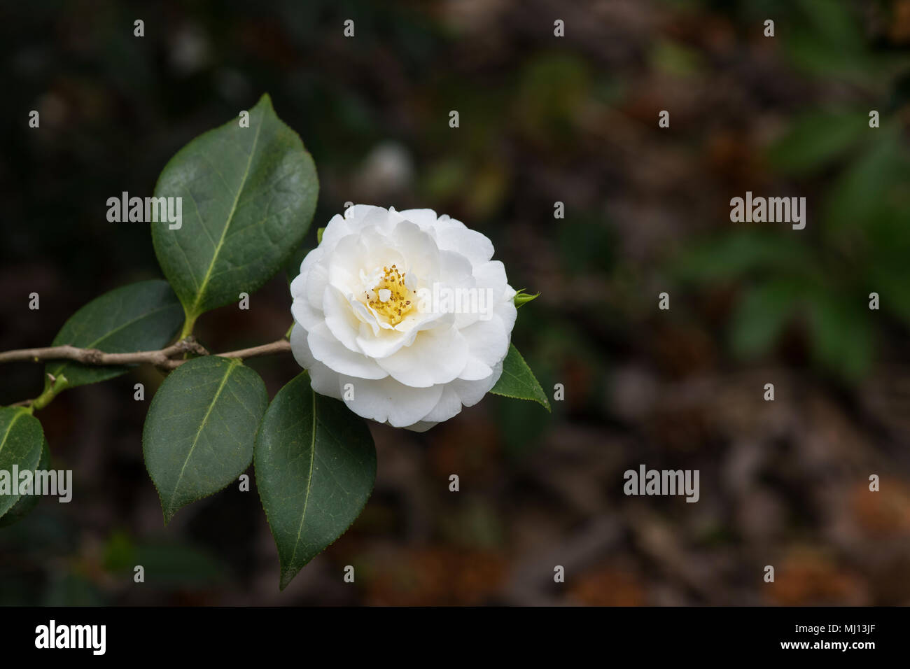 Carlyon hi-res stock photography and images - Alamy