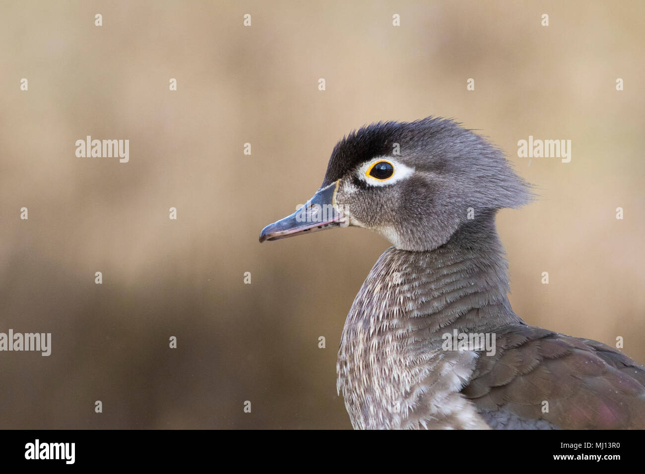 Hen wood duck hi-res stock photography and images - Alamy