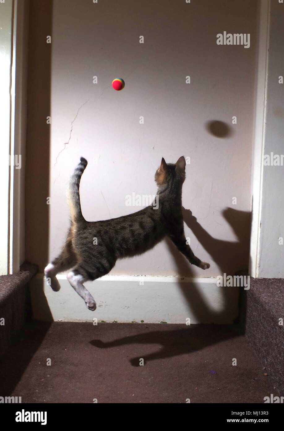 Tabby cat jumping with shadow Stock Photo - Alamy