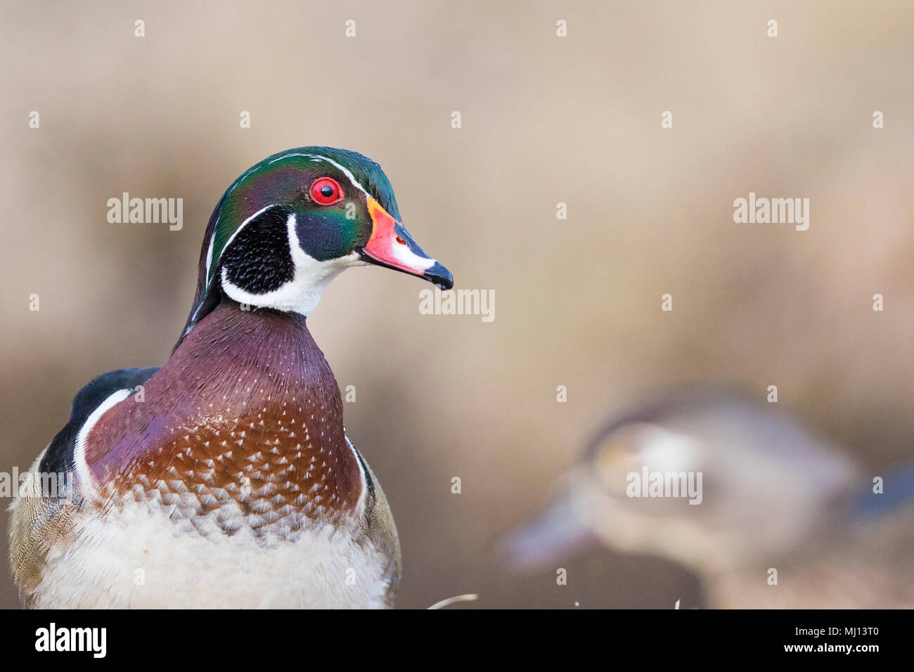 wood duck pair in spring Stock Photo - Alamy