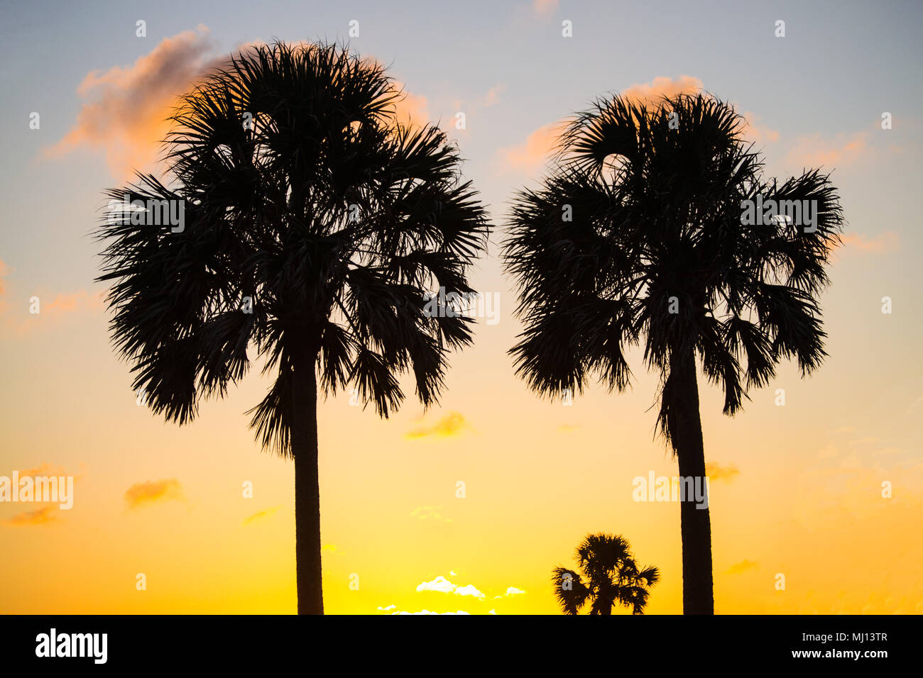 Native florida palm hi-res stock photography and images - Alamy