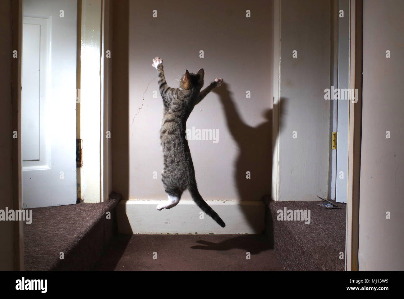 Tabby cat jumping with shadow Stock Photo - Alamy