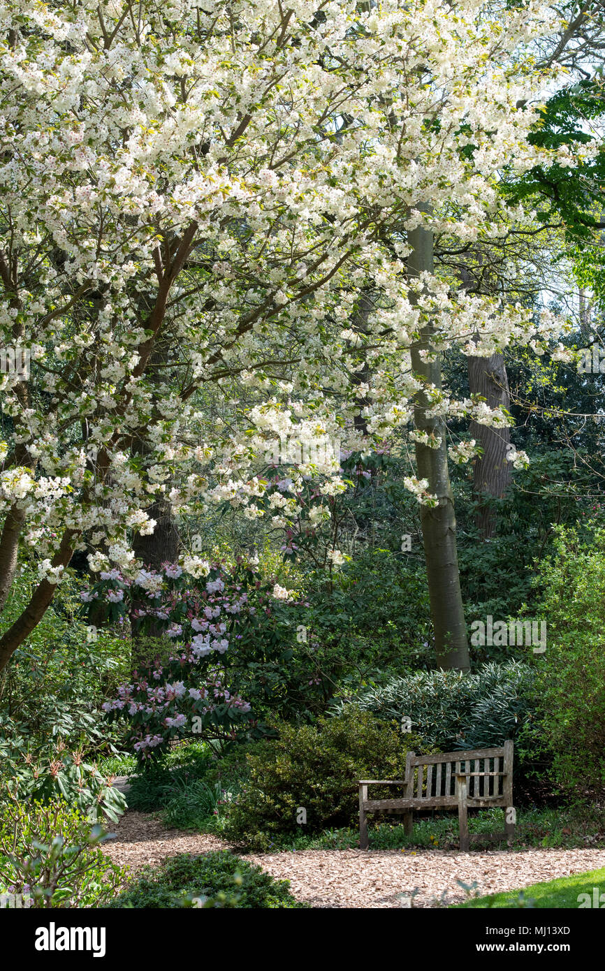 Prunus 'Ukon'. Flowering Japanese Cherry Tree 'Ukon' blossom at RHS ...