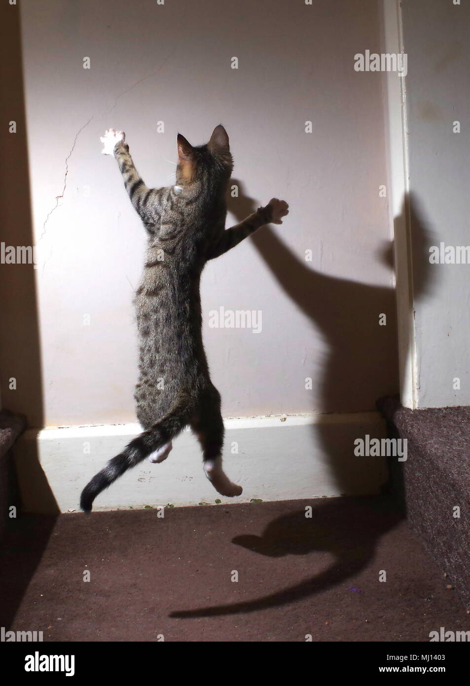 Tabby cat jumping with shadow Stock Photo - Alamy
