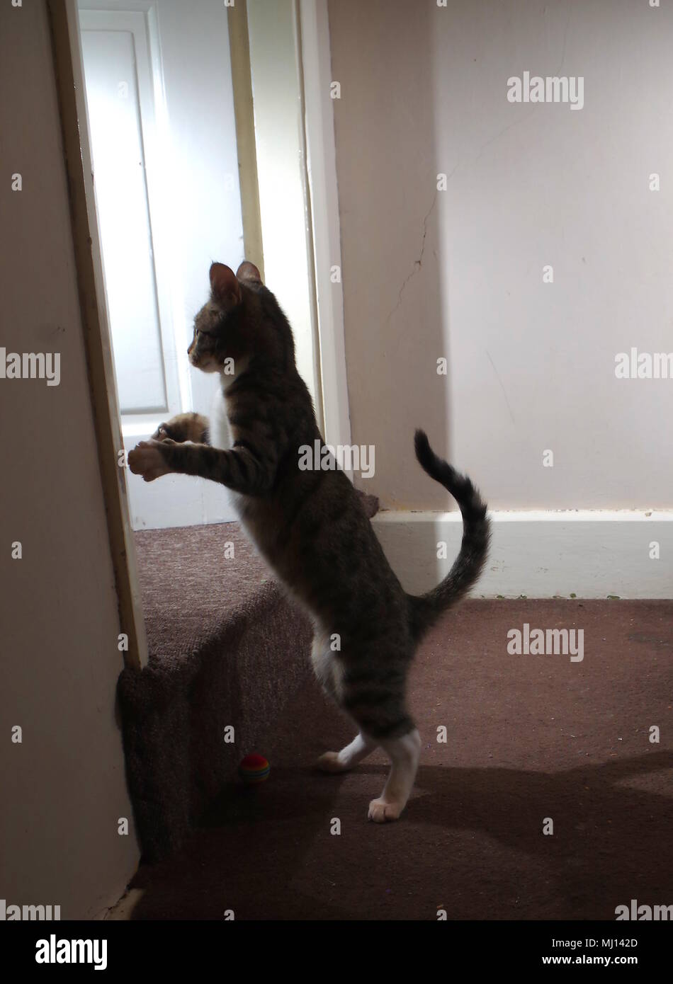 Tabby cat jumping with shadow Stock Photo - Alamy