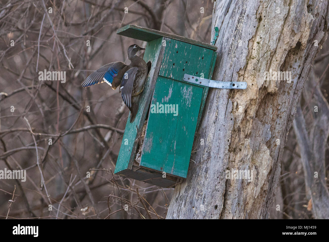 Wood ducks nest hi-res stock photography and images - Alamy