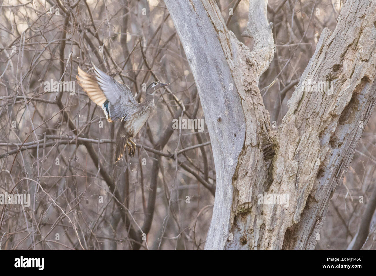 Wood ducks nest hi-res stock photography and images - Alamy