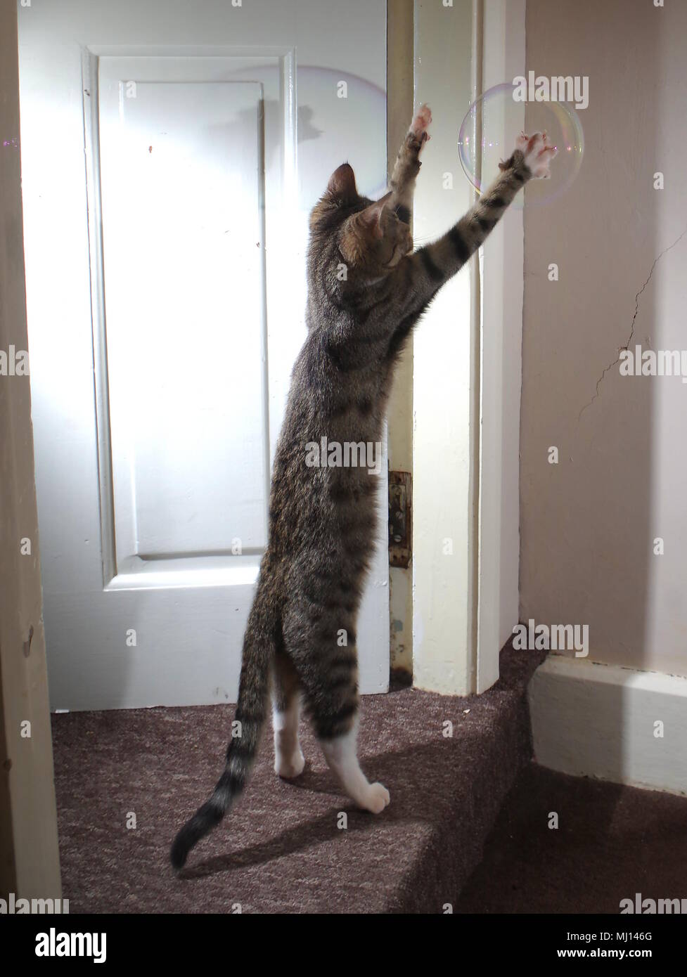Tabby cat jumping with shadow Stock Photo - Alamy