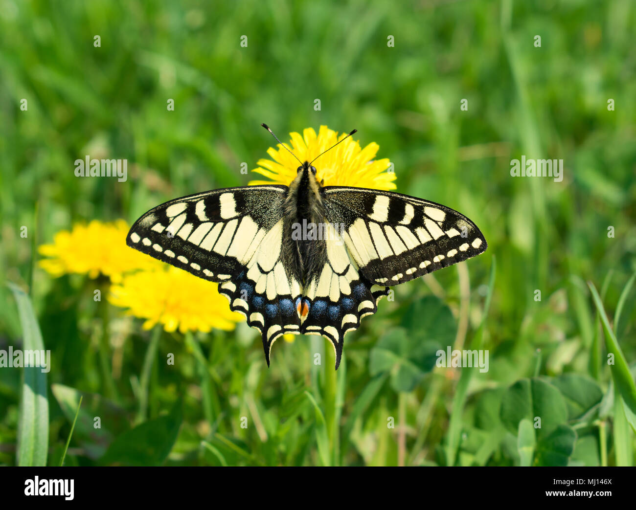 Swallowtail Butterfly (Papilio machaon Stock Photo - Alamy