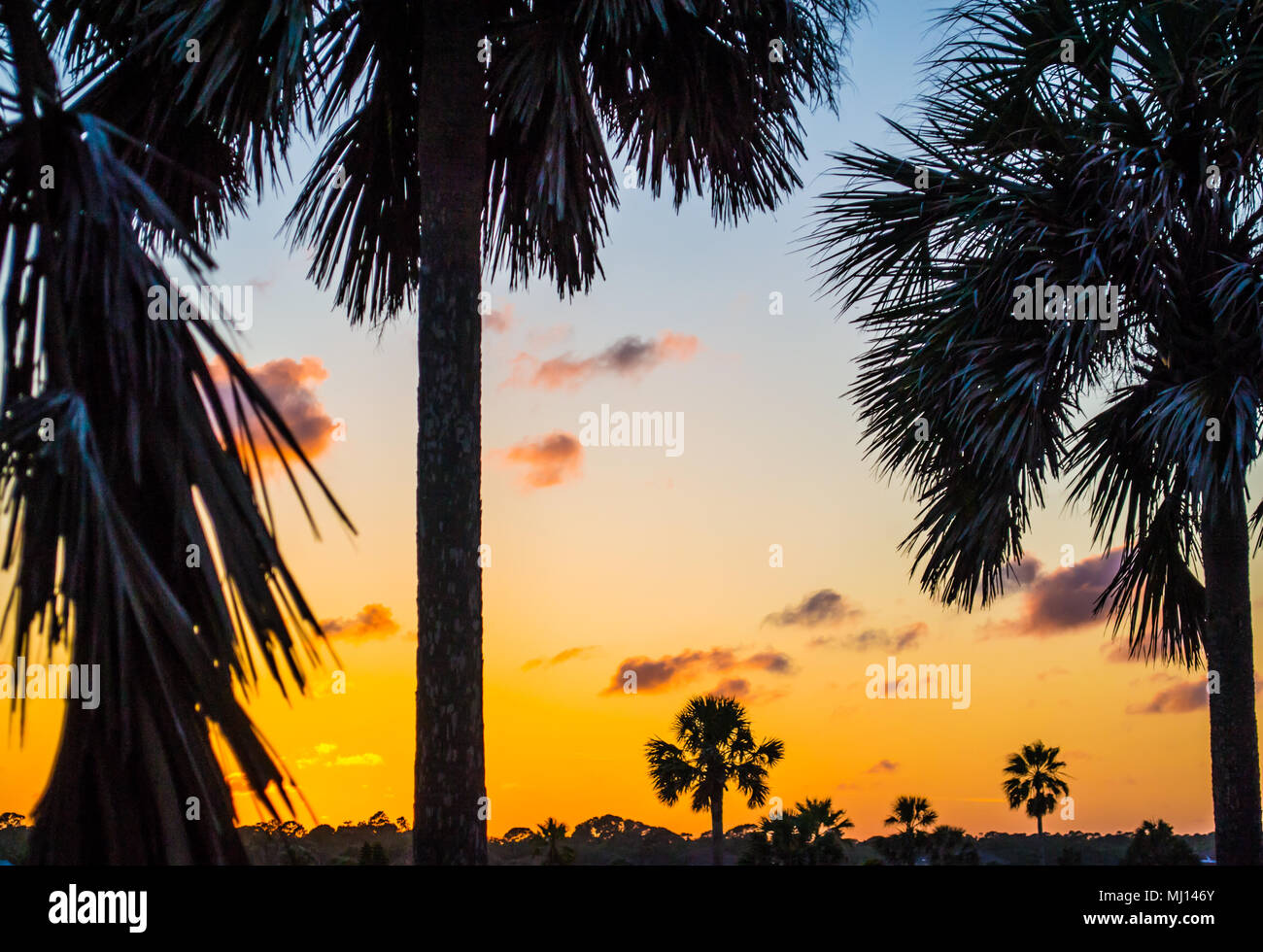 Native florida palm hi-res stock photography and images - Alamy