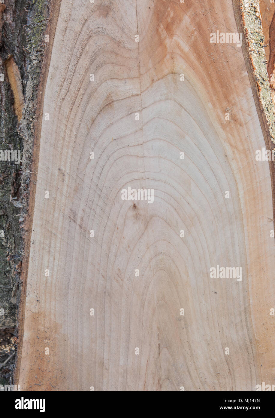 slice of wood timber natural background Stock Photo - Alamy