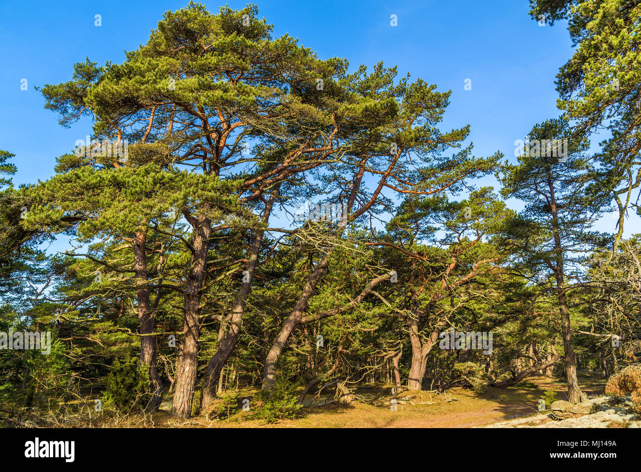 Boda coast eastern nature reserve on Oland, Sweden. Typical woodland ...