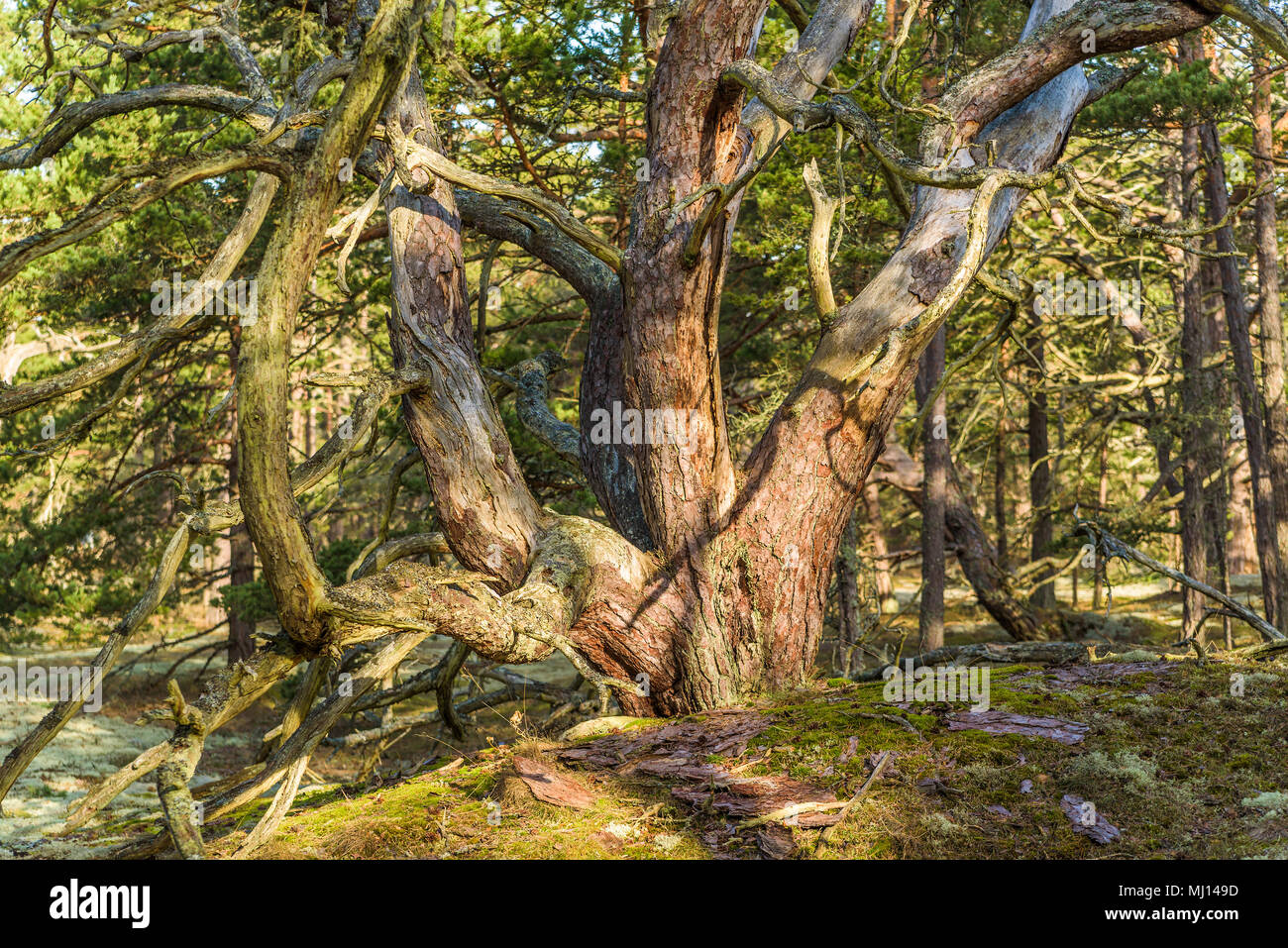 Boda coast eastern nature reserve on Oland, Sweden. Typical woodland ...