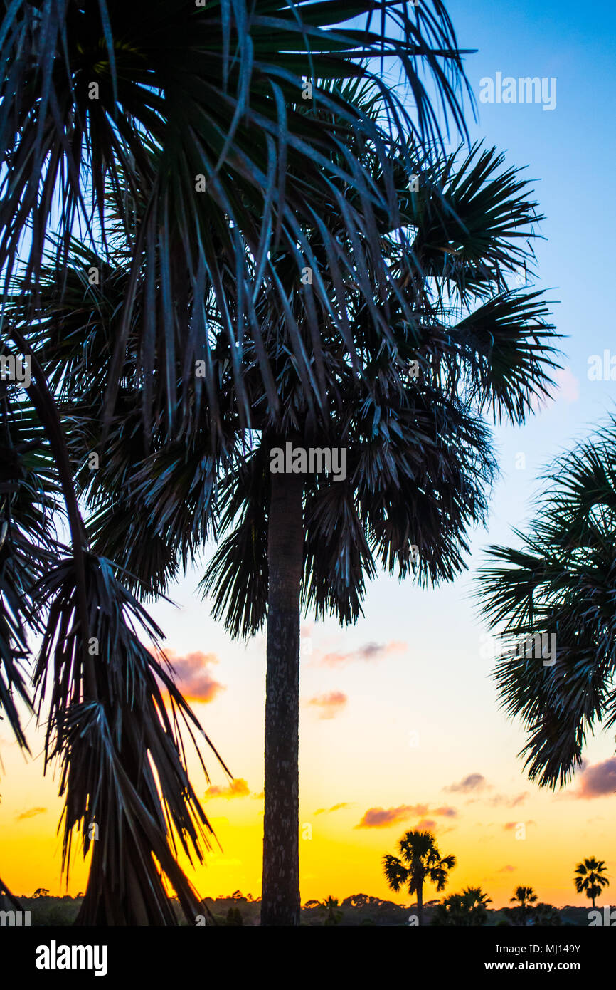 Palm trees at sunset - 1 Stock Photo - Alamy