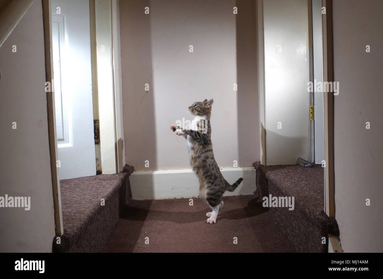 Tabby cat jumping with shadow Stock Photo - Alamy