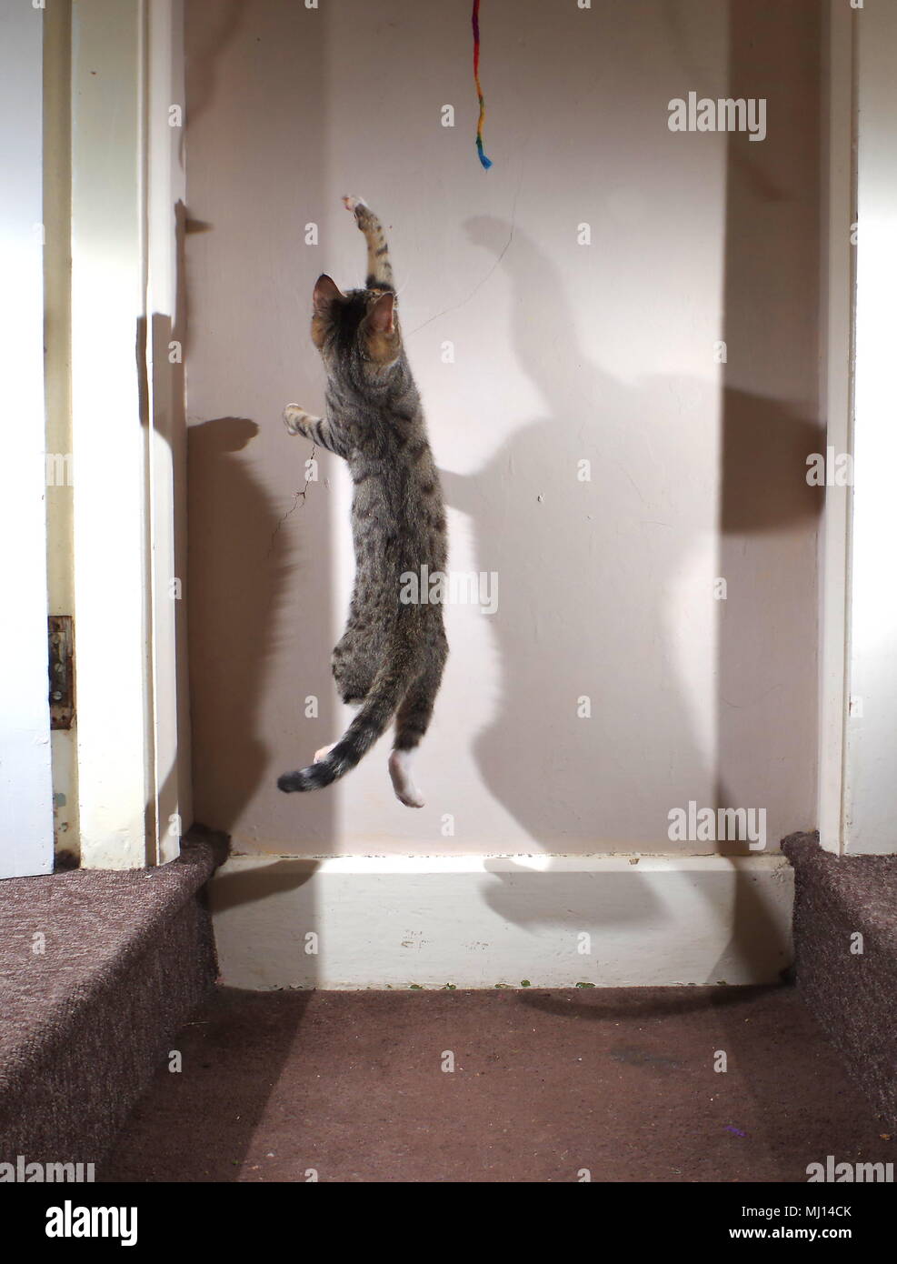 Tabby cat jumping with shadow Stock Photo - Alamy