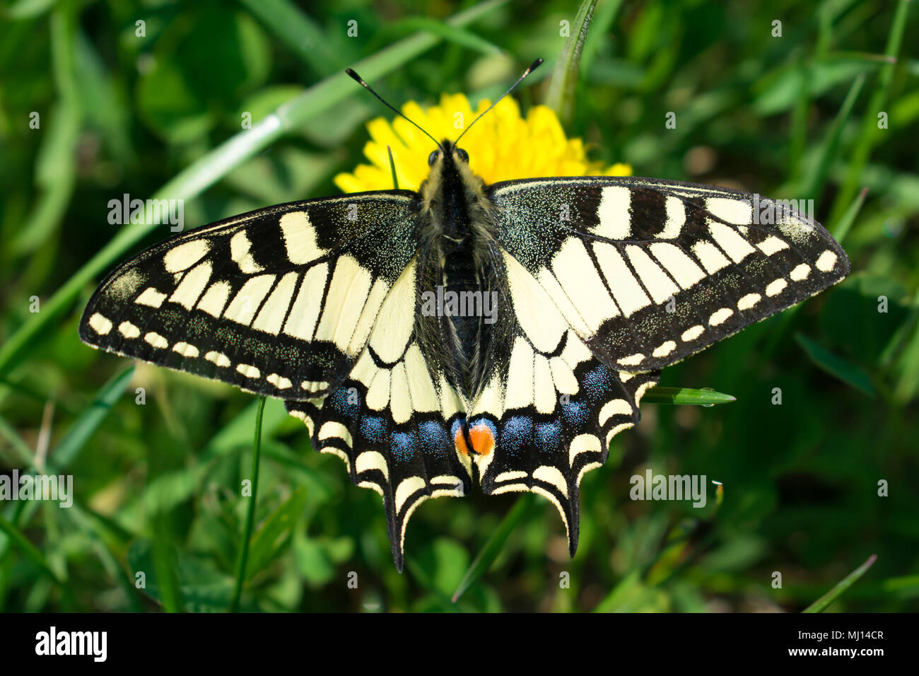 Swallowtail Butterfly (Papilio machaon Stock Photo - Alamy